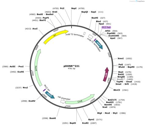 Image result for Coding Sequence Map for Kids