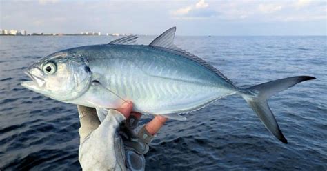 Image result for How to Catch Blue Runner Fish