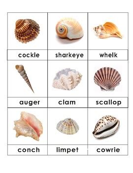 Image result for Shell Class