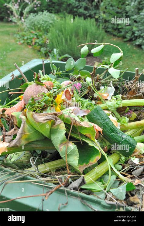 Image result for Box Plant Waste Pictures