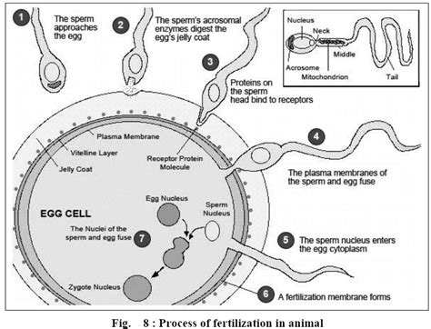 Image result for Human Fertilization Explained