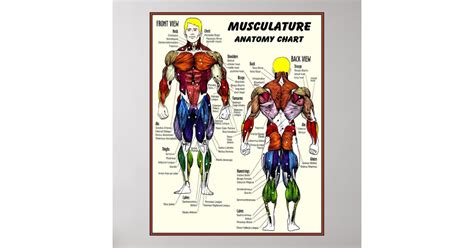Image result for Body Building Muscle Chart