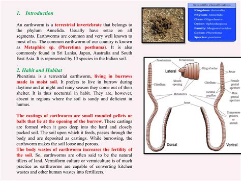 Earthworm Anatomy | BioRender Science Templates - Origin Exchange