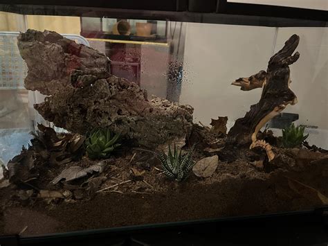 Image result for Bioactive Iguana Setup