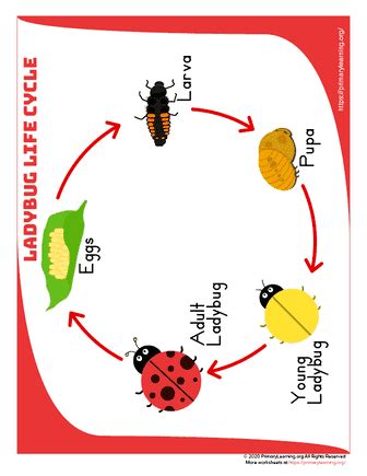 Ladybug Life Cycle Anchor Chart | PrimaryLearning.Org