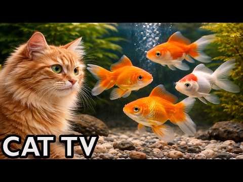 🔴 LIVE Cat TV Aquarium 🐟 Real Fish for Cats to Watch | Cat Aquarium