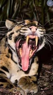 The Most Unknown Big Cat… and the Most Dangerous? 😳🐆