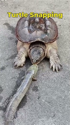 Turtle Snapping #turtle #satisfying