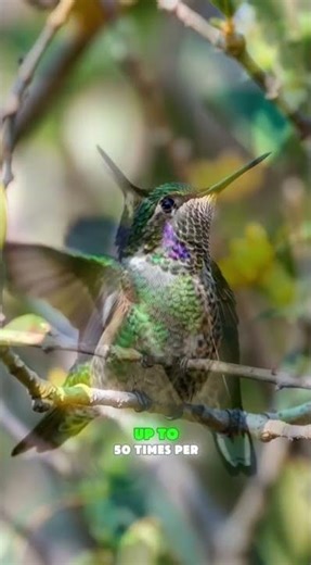 How Hummingbirds Hover in Mid-Air