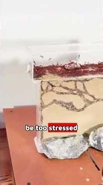 Witness the incredible survival tactics and rescue missions of ants during a simulated earthquake.