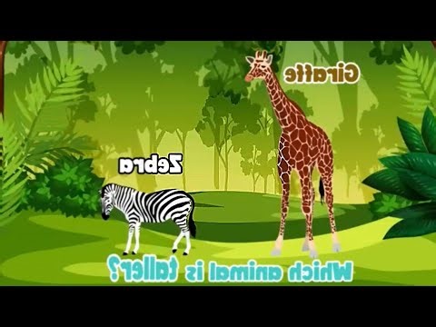 Ms Rachel/ hey friend's!!!!,. Which animal is taller 🦒🦓????