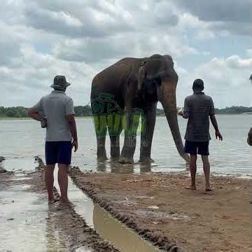 Feeding an injured elephant | Elephant | Wildlife | Animals | Nature #elephant #wildlife #animals