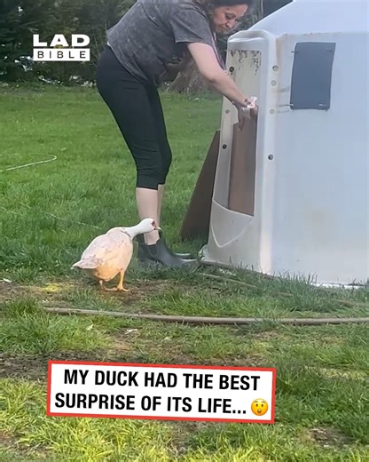 The duck lost control 😂🦆 | LADbible