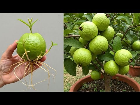 🔴 LIVE 🌱how to mango tree from cutting | Easy Home Growing Method | Complete Guide #livestream #live
