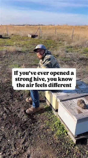 Anyone who’s opened a strong, healthy hive knows the feeling. The air is warm. Earthy. Alive. That atmosphere comes from thousands of bees working together — wax, honey, pollen, propolis, and constant movement — all inside a living, vibrating structure. Some believe it’s not just the scent, but the rhythm of the hive itself: the hum, the order, the balance. We’re not talking about medicine or cures. We’re talking about what it feels like to stand inside a perfectly regulated ecosystem. The hive 