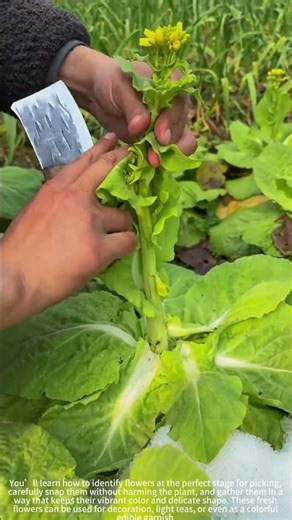 Hand-picking fresh rapeseed flowers! 🌼✋