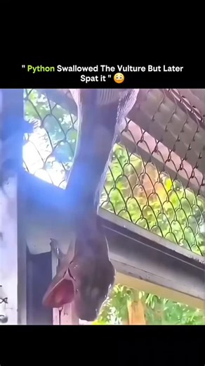 Knowledge Matrix on Instagram: "When nature pushes limits — a python swallows a vulture, then does the unthinkable. 🐍🦅 This shocking video captures a rare moment in the wild: a python swallowing a vulture whole, only to later regurgitate it. While it looks unbelievable, this behavior is driven by biology, survival instincts, and physical limits. 1️⃣ Pythons eat opportunistically 🍽️ Pythons don’t hunt based on “safe” prey. If it fits their strategy and size estimate, they attempt to eat it — e