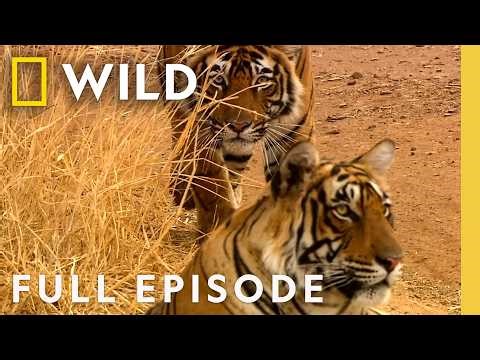 Meet the Bone Crushers (Full Episode) | Animal Fight Night | Nat Geo Animals
