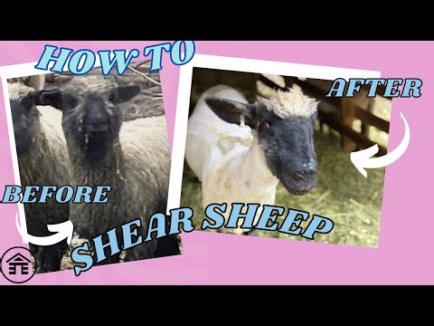 Watch Expert Shearers Transform Woolly Sheep