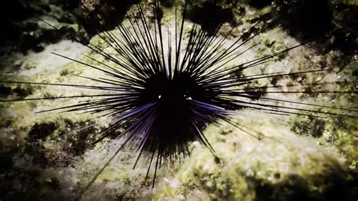 If aliens exist, they might look like this