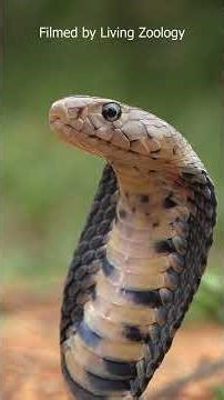 The Iconic Cobra Hood - The Ultimate Signal For Danger