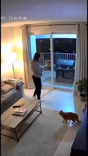 Cat Warnings on Instagram: "She never heard the explosion coming. But the cat did — and dragged her back from the doorway. One step outside and she wouldn’t have survived the blast that hit seconds later. Pure instinct. Pure terror. Pure luck. #CatWarnings #BBQExplosion #CCTVFootage #HeroCat #NearDeath"