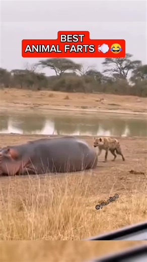 Hilarious Compilation of Funny Animal Farts