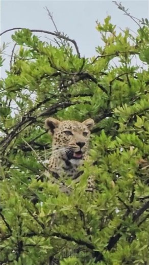 Leopard Peering Out From The Foliage! 🐆🐆 #Wildlife #ShortsAfrica