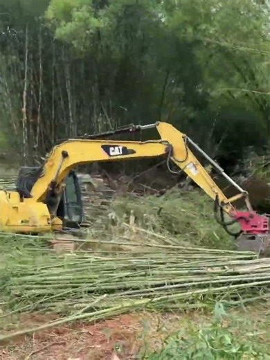 Harvesting large areas of bamboo process by excavator