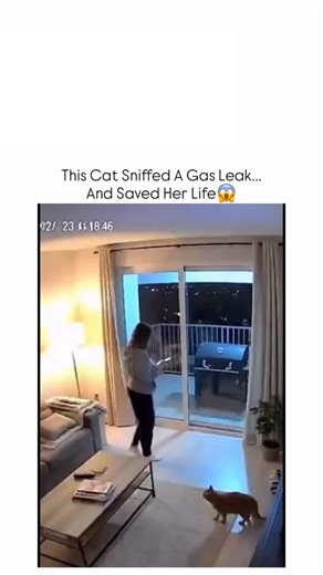 Global Trending Reels on Instagram: "This video is a short, dramatic clip purportedly showing a cat's heroic reaction to a gas leak. However, it is important to note that this appears to be a digitally edited or staged “social media” video rather than authentic security footage. ​Video Summary ​The footage shows a woman cooking at a stove with a German Shepherd standing nearby. As the cat begins to bark and act distressed, a massive explosion occurs in the kitchen."