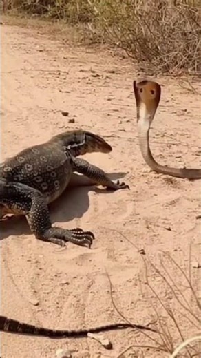 Monitor Lizard Takes Down a Cobra – Nature Raw Wildlife Battle