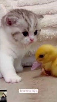 Funny Ducks 🦆🦆🦆 | Hilarious Duck Moments