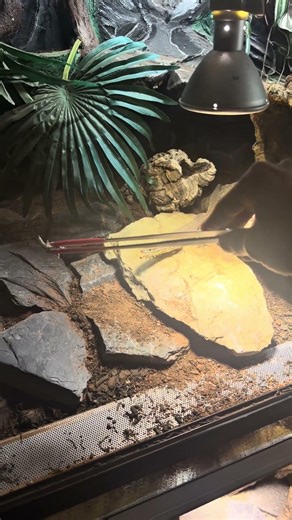 Watch My Ackie Monitor Hunt His Food