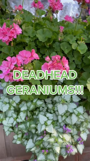 How to Deadhead Geraniums for Healthier Plants