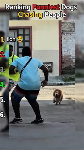 Ranking Funniest Dogs Chasing People's #shorts