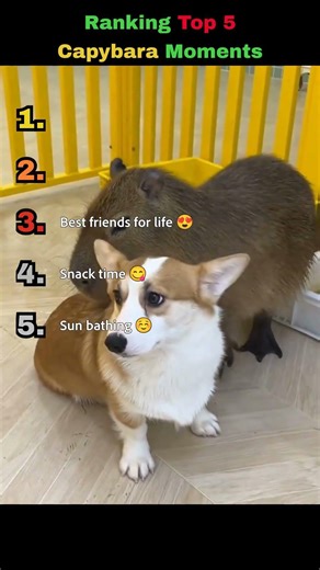 Ranking Top 5 Capybara Moments That Are Pure Chill 🦫✨