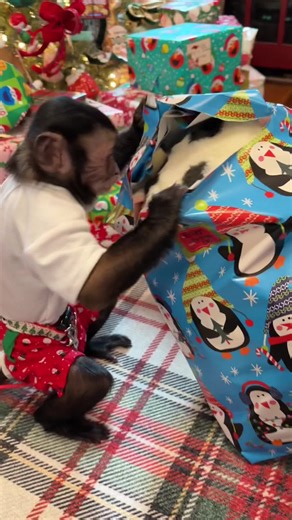 Oliver Unwraps Christmas Presents