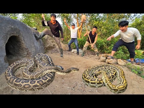 Brave Expert Rescues Young Man From 2 Giant Golden Pythons