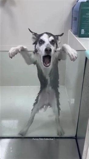 Husky Expectations / Reality🤣 Funniest Huskies😂 Husky are the Queens of Drama #husky #huskydog