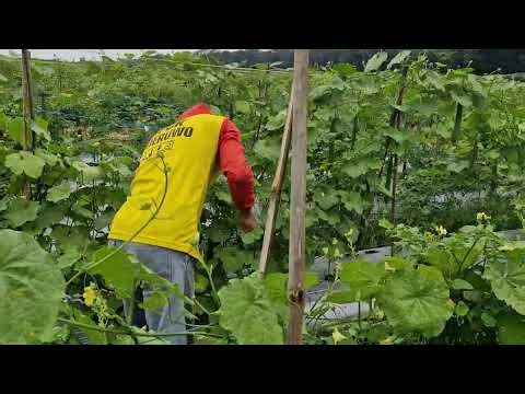 SMART FARMER TRICK: FAST AND EASY GAMBAS HARVESTING WITH A SHARP BLADE - Agriculture Gardening