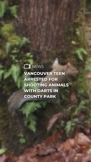 An 18-year-old Vancouver man has been arrested and charged with multiple counts of animal cruelty after investigators say he shot squirrels with darts in a Clark County park. Find the full story on the FOX 12 app. | FOX 12 Oregon