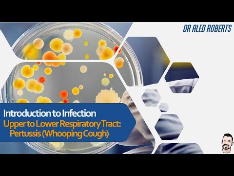 Upper Respiratory Infection, Pertussis (Whooping Cough)
