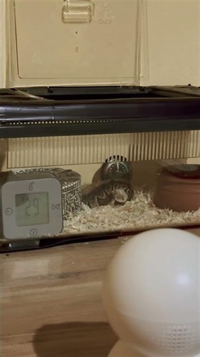 Small ball python feeding 🐍🐍 #ballpython #snake #pet