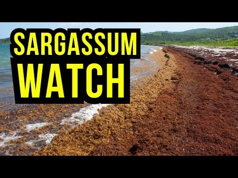 Sargassum Building in the Atlantic...