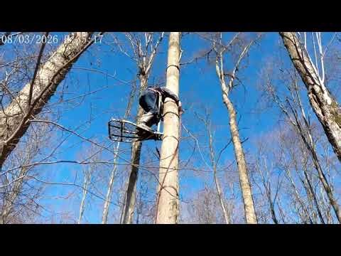 Safe Tree Stand Removel
