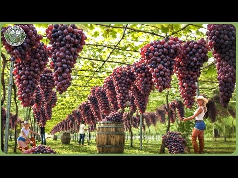 The Most Satisfying Harvest During Peak Season – How Farmers Reap Millions Tons of Crops