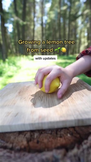 Growing a Lemon Tree from Seed: A Step-by-Step Guide