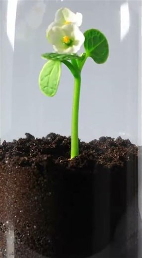 Seed to Fruit in 60 Days | Hyper-Realistic Plant Growth Time-Lapse 4K🌱