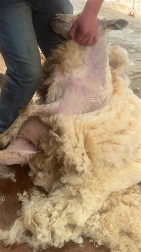 Essential Shearing Techniques for Sheep Farmers