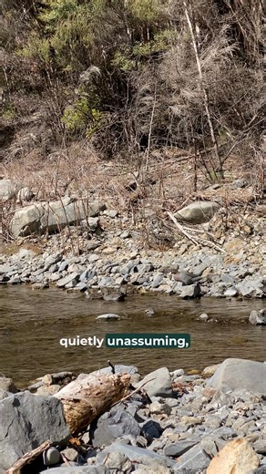 Community-led conservation in action 💚 For more than 14 years, Lisa and Geoff Whittle have been trapping in the rugged Ruahine Forest Park - and recently, Lisa marked her 75th trapping trip 🙌 Through Mauri Oho and the Northern Ruahine Biodiversity Recovery Project, their mahi is making a real difference for whio and kiwi, even in some of our toughest country. Seeing whio ducklings thriving is something truly special 🥹 Supported by our DOC Community Conservation Fund, this project shows what i